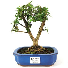 Bonsai Mini Goiaba - 4 Anos 22 Cm