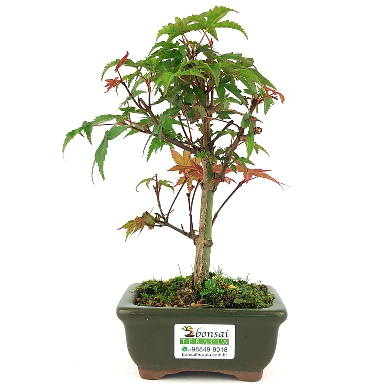 Bonsai Acer Deshojo - 2 Anos 22 Cm