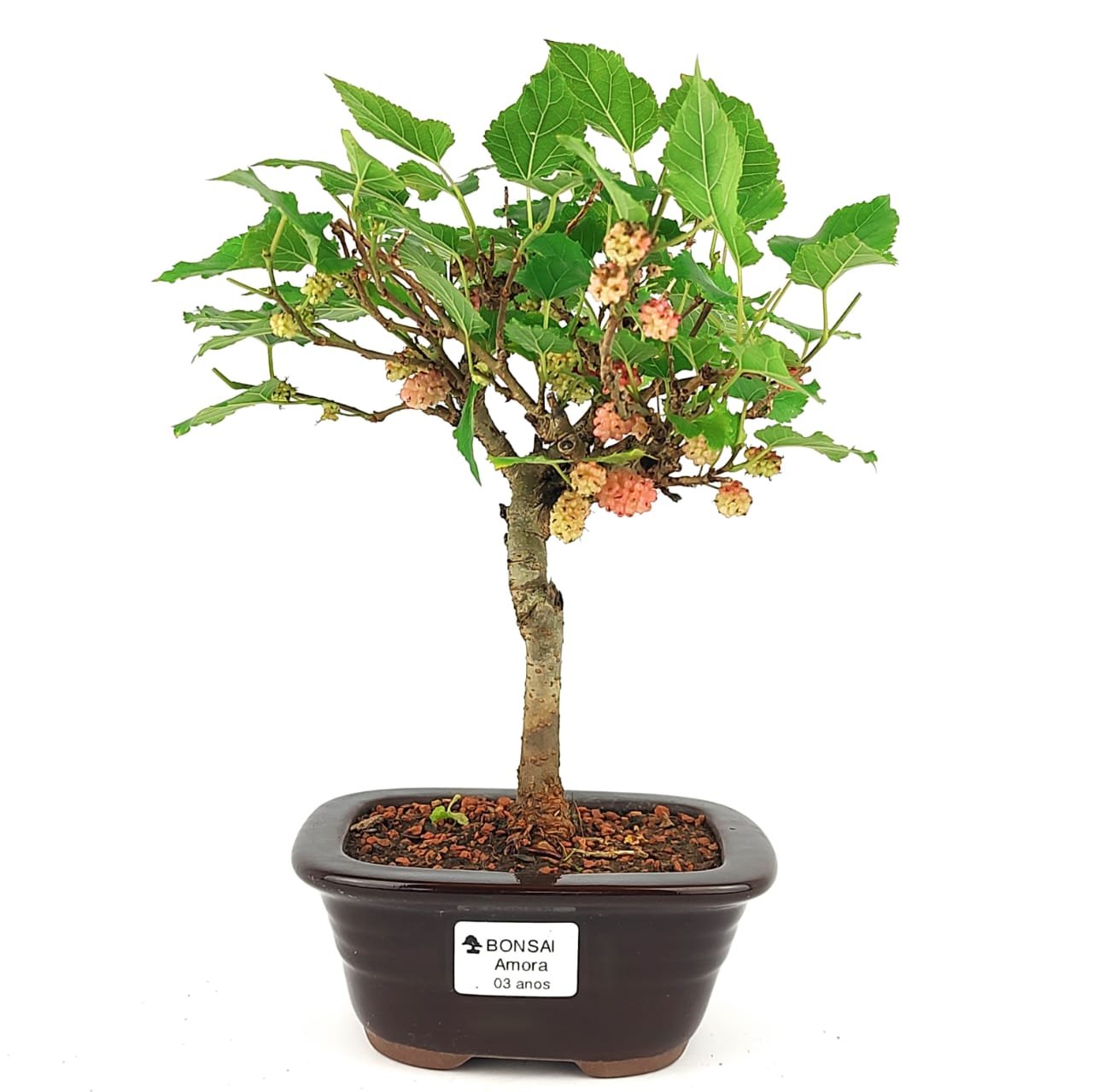 Bonsai Amora - 3 Anos 30 Cm