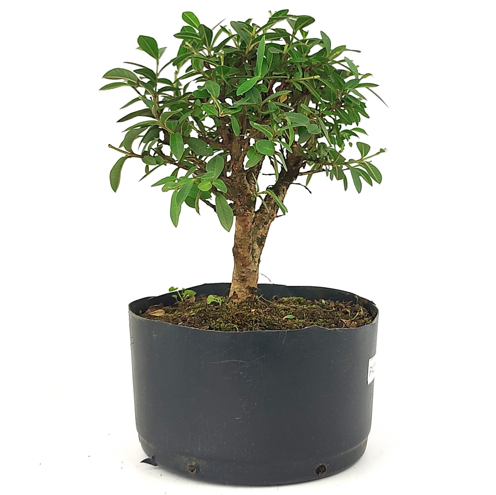Pré Bonsai Mini Goiaba - 4 anos 30 Cm