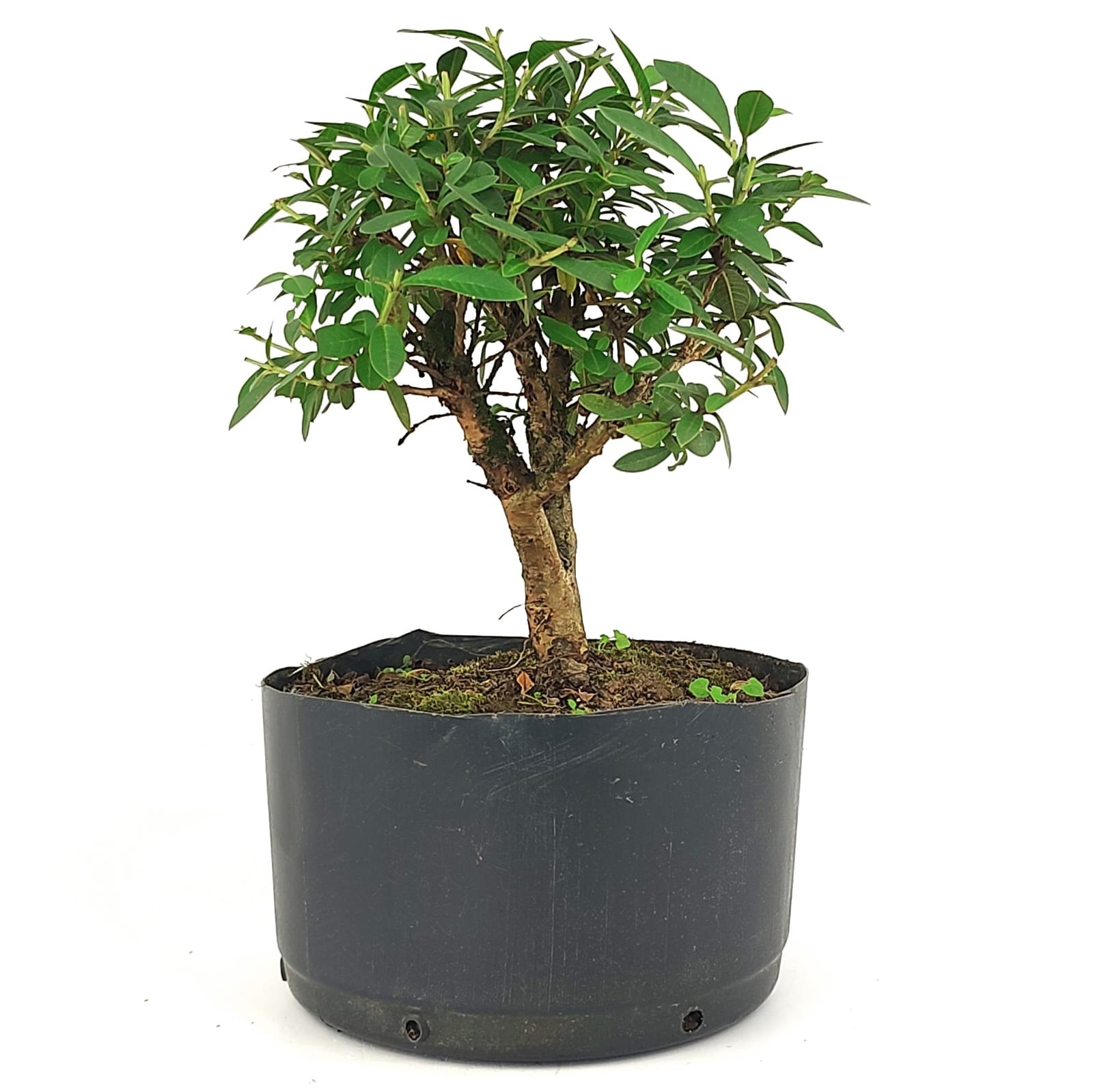 Pré Bonsai Mini Goiaba - 4 anos 30 Cm