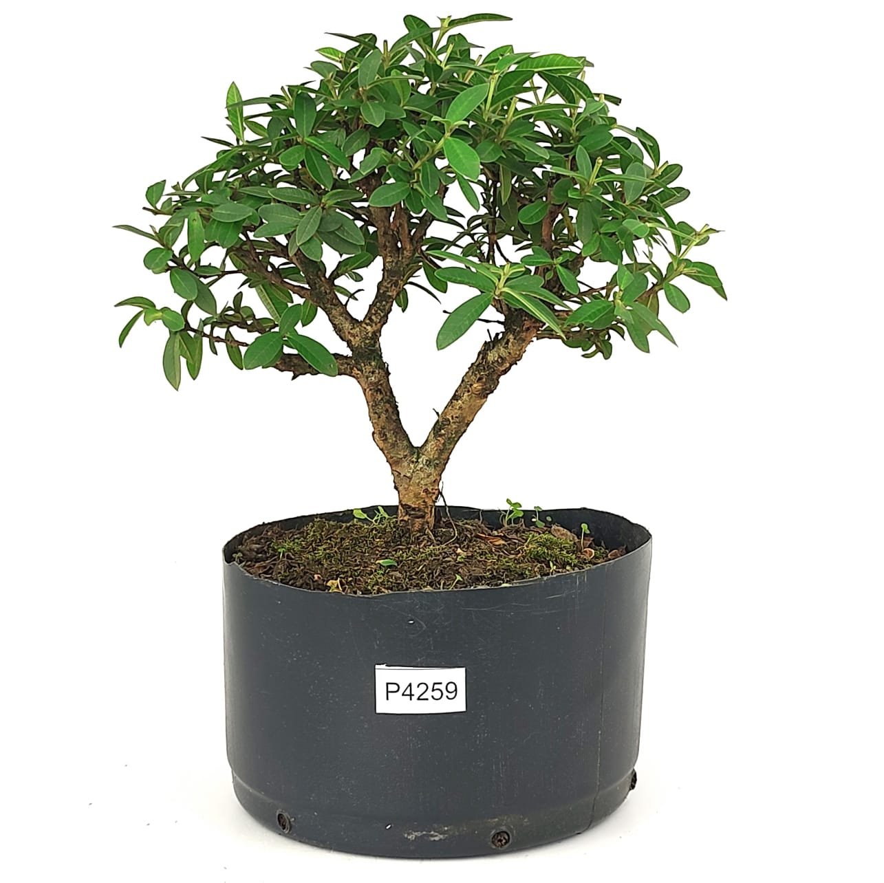 Pré Bonsai Mini Goiaba - 4 anos 30 Cm