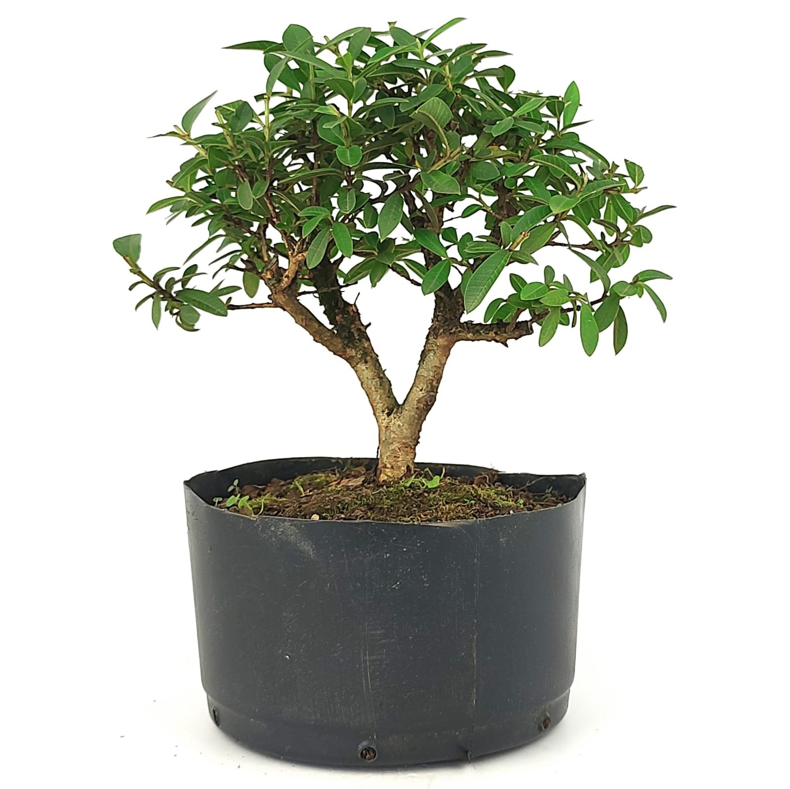 Pré Bonsai Mini Goiaba - 4 anos 30 Cm