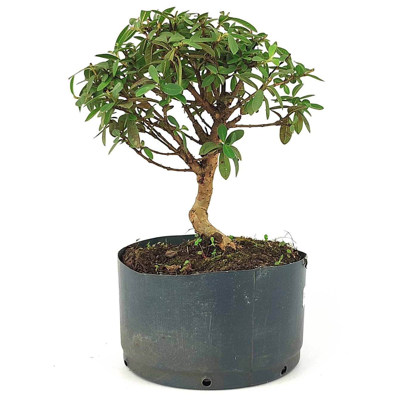 Pré Bonsai Mini Goiaba - 4 anos 30 Cm