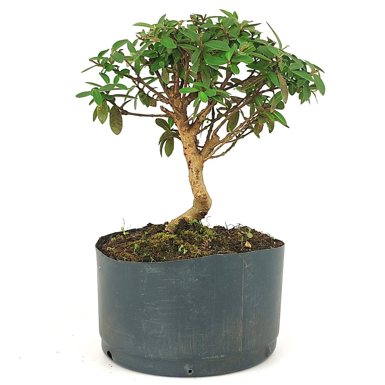 Pré Bonsai Mini Goiaba - 4 anos 30 Cm