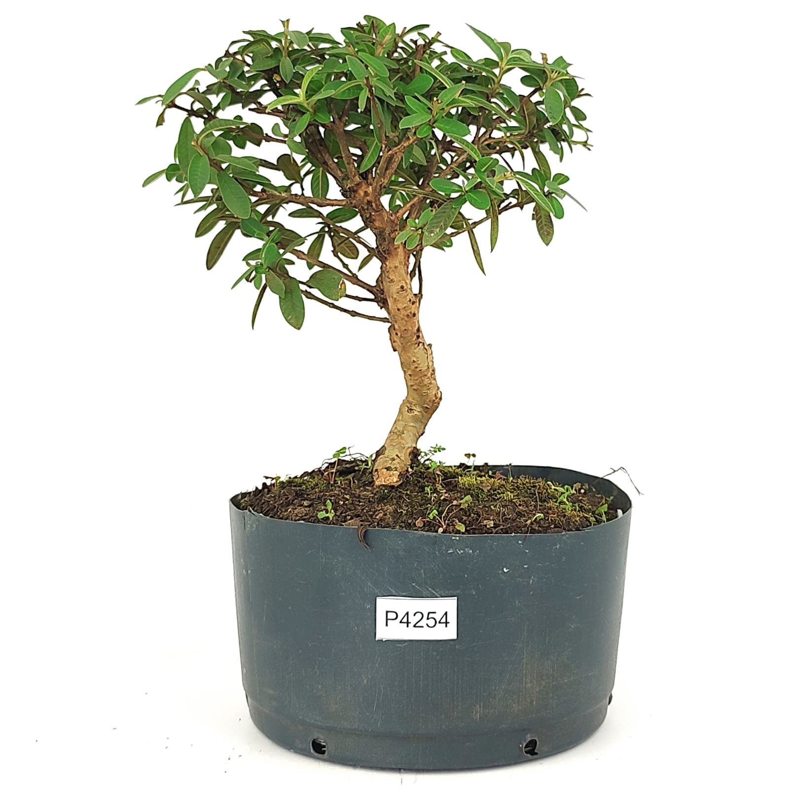 Pré Bonsai Mini Goiaba - 4 anos 30 Cm