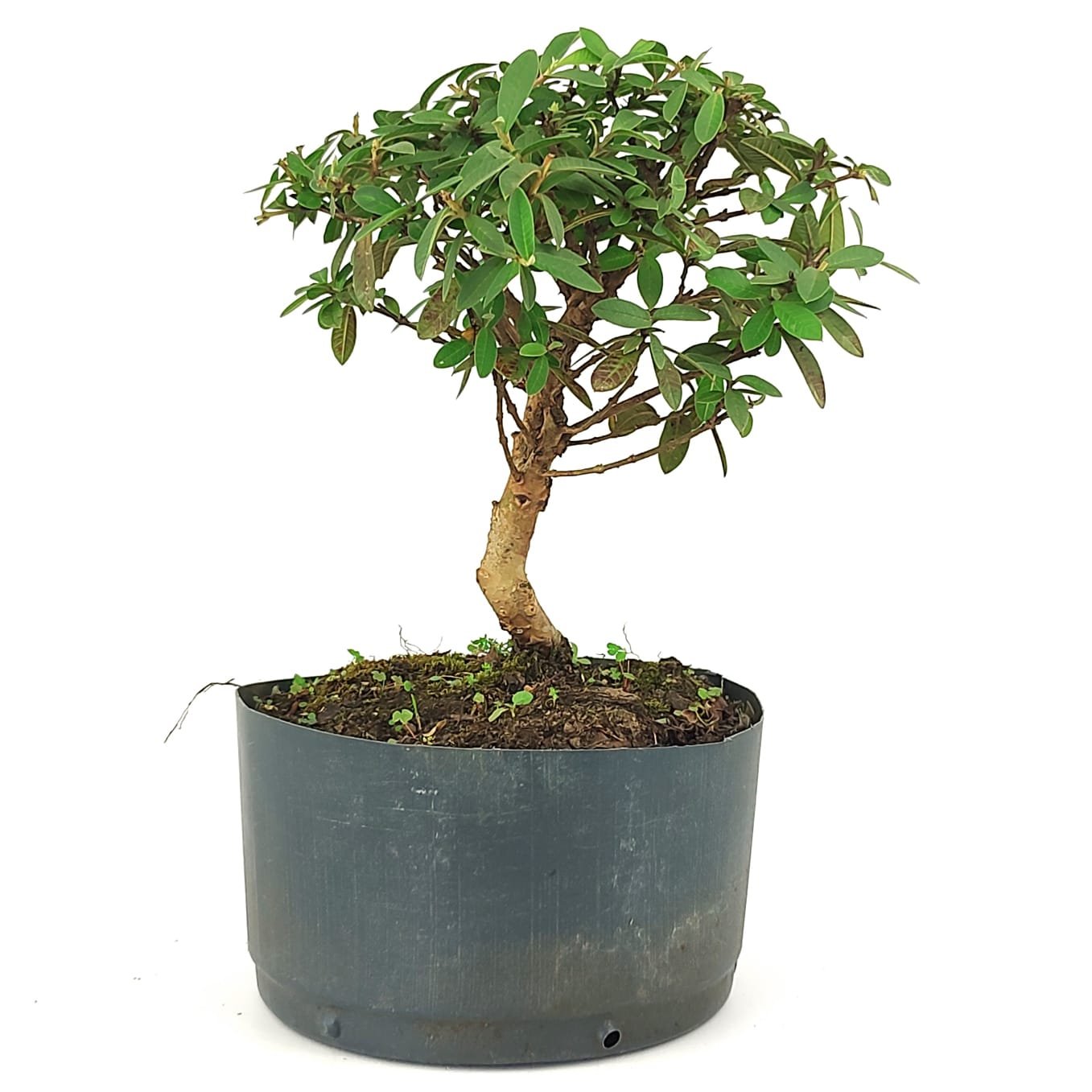 Pré Bonsai Mini Goiaba - 4 anos 30 Cm