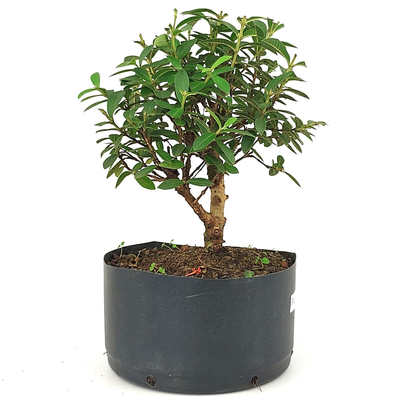 Pré Bonsai Mini Goiaba - 4 anos 29 Cm