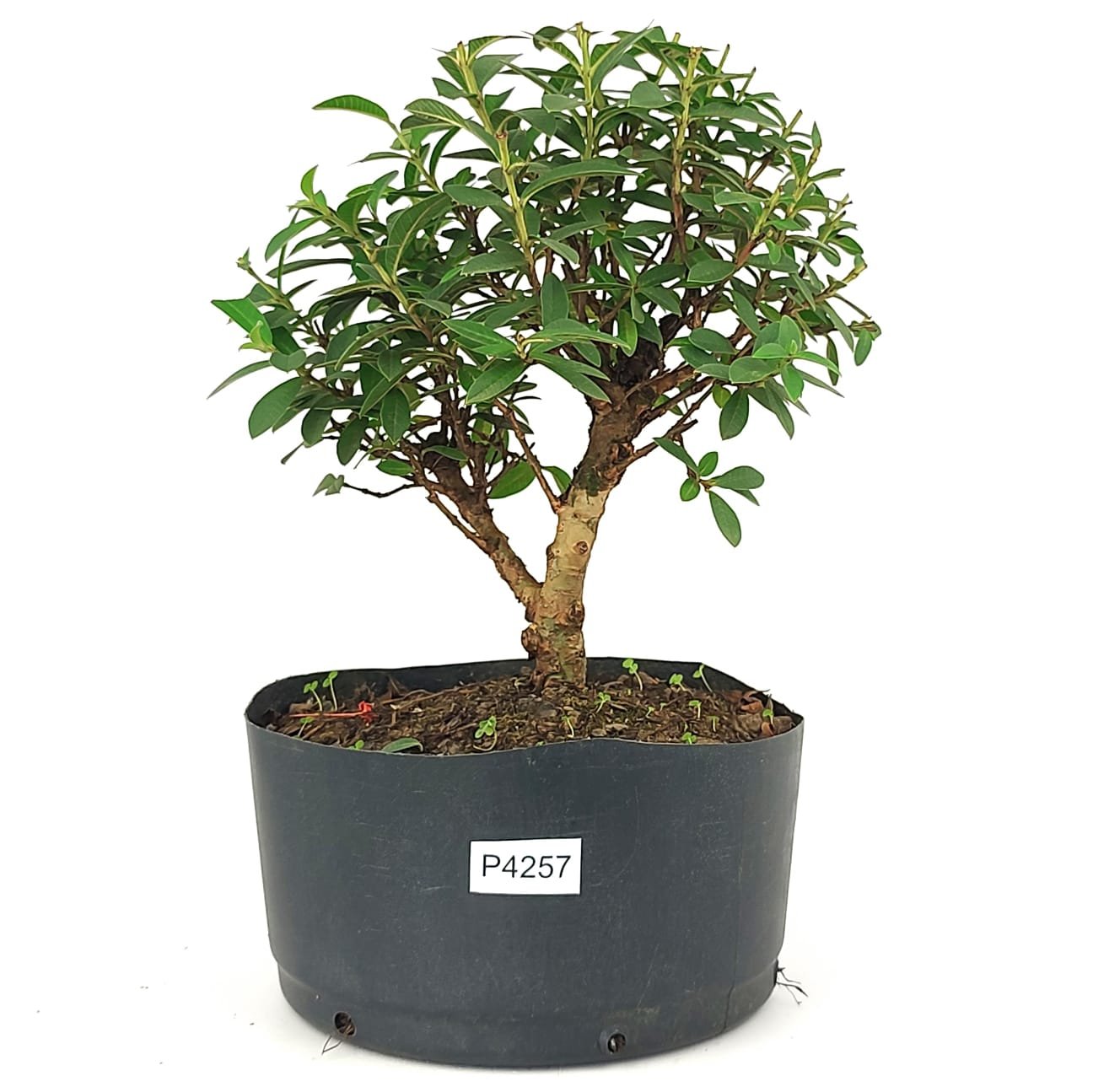 Pré Bonsai Mini Goiaba - 4 anos 29 Cm
