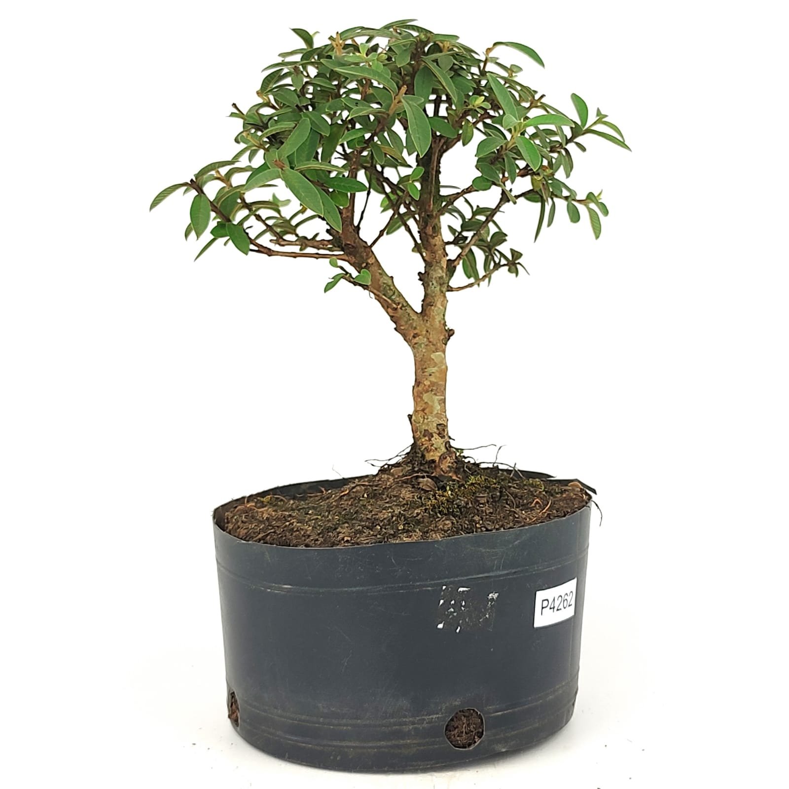 Pré Bonsai Mini Goiaba - 4 anos 30 Cm