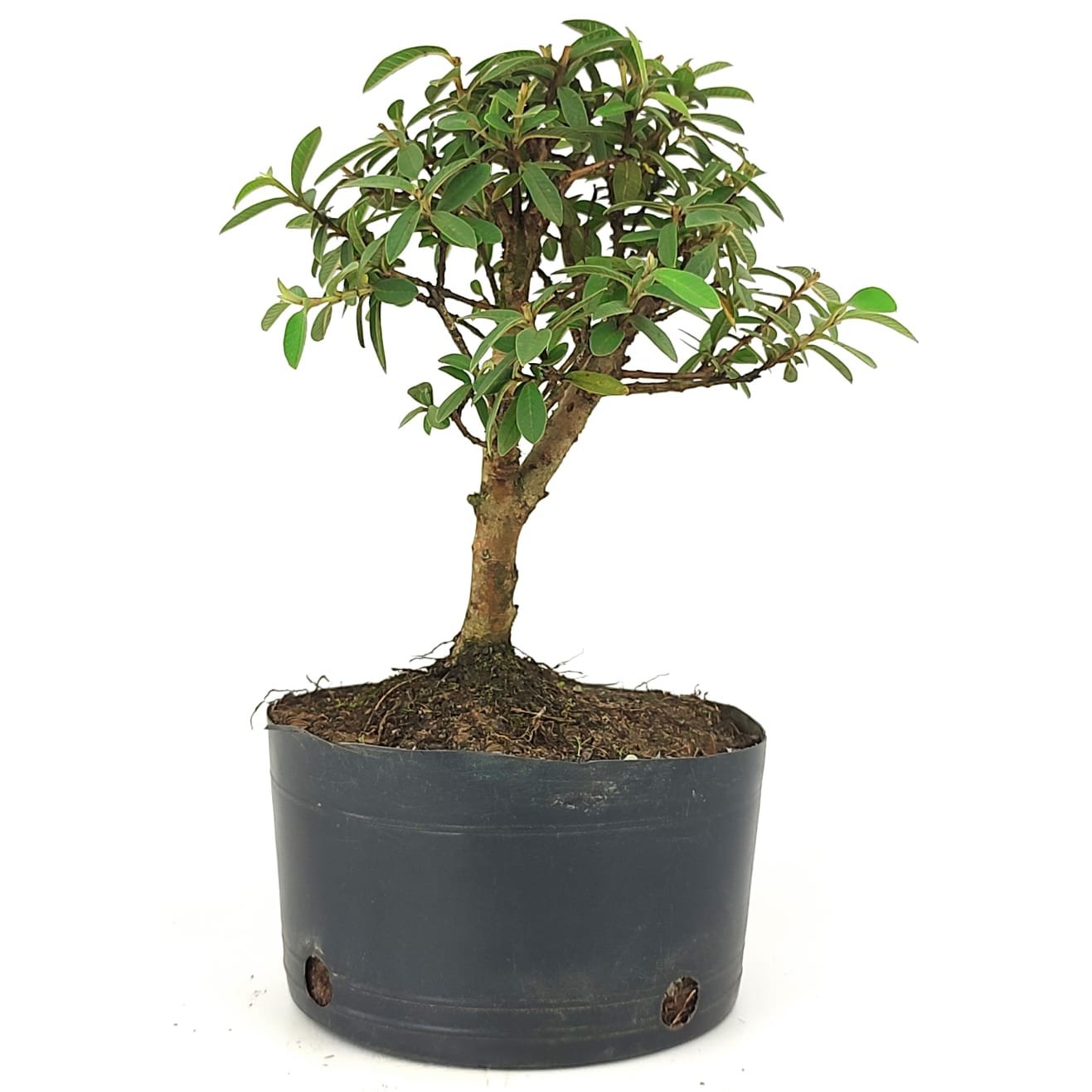 Pré Bonsai Mini Goiaba - 4 anos 30 Cm