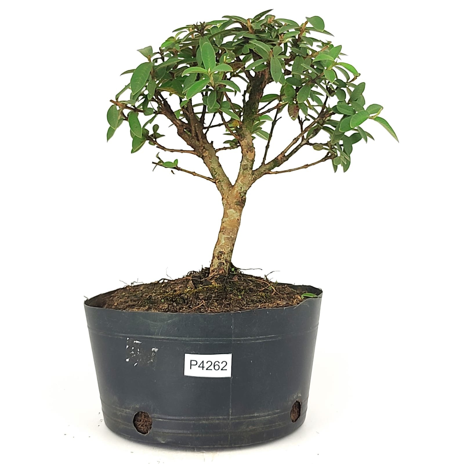 Pré Bonsai Mini Goiaba - 4 anos 30 Cm