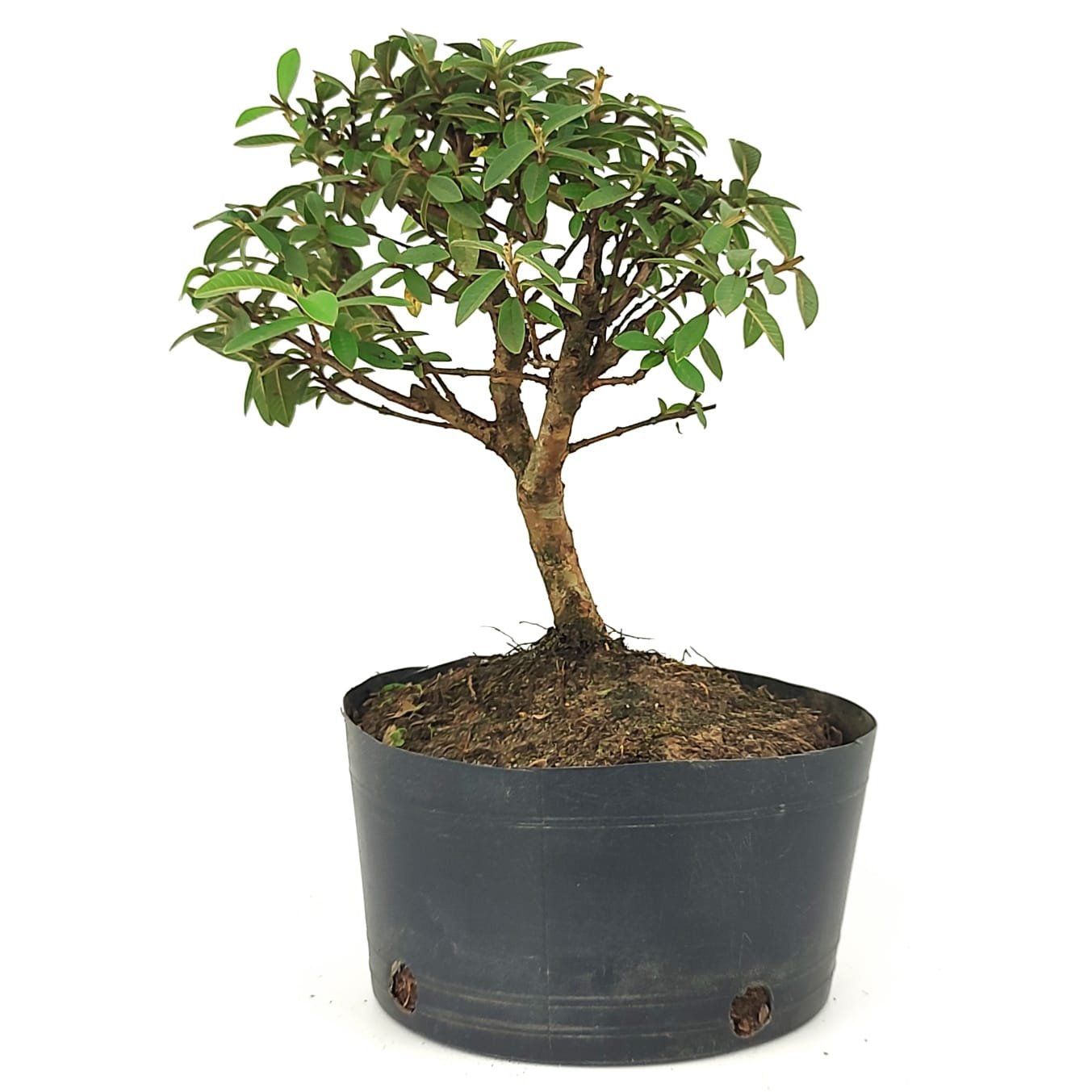 Pré Bonsai Mini Goiaba - 4 anos 30 Cm