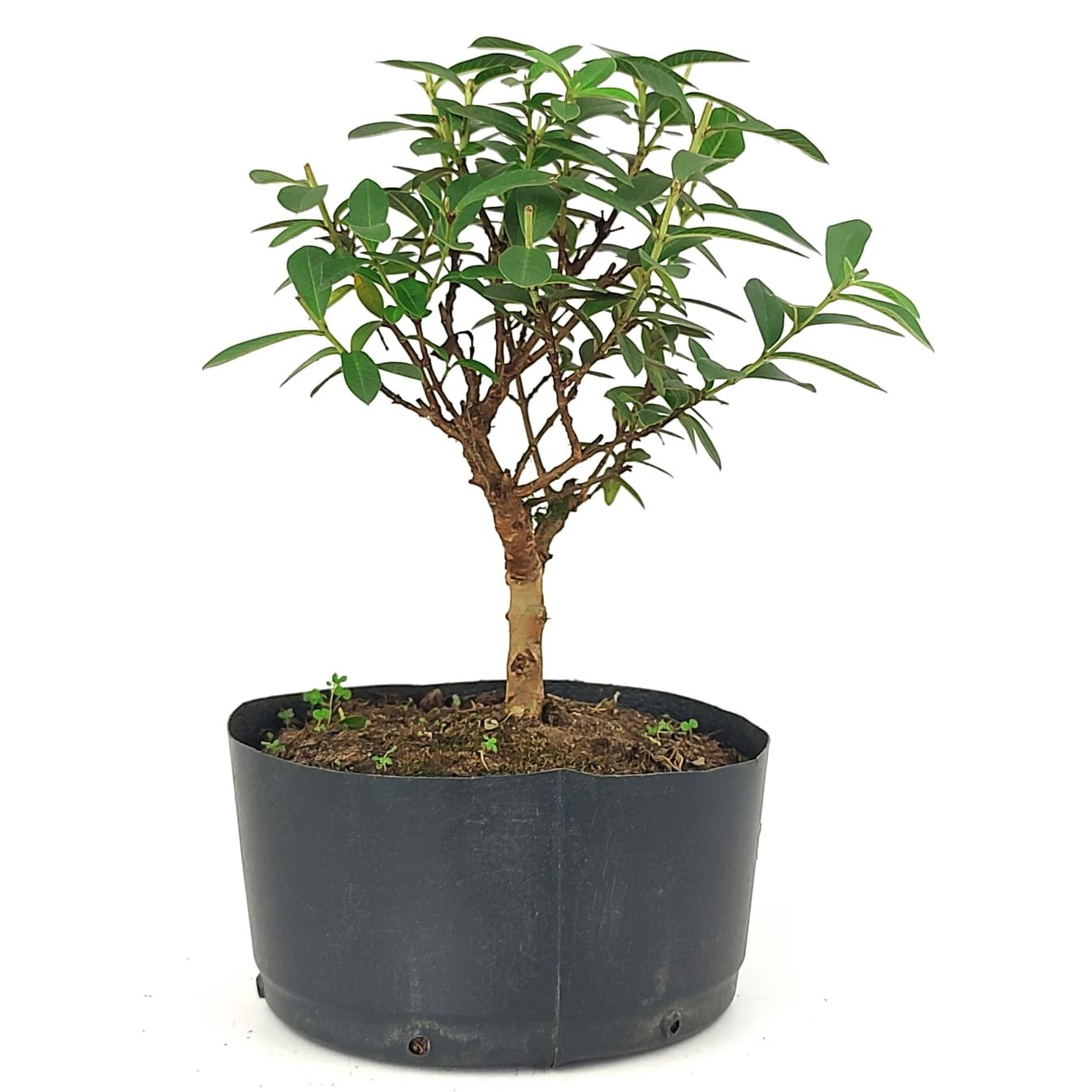 Pré Bonsai Mini Goiaba - 3 anos 30 Cm