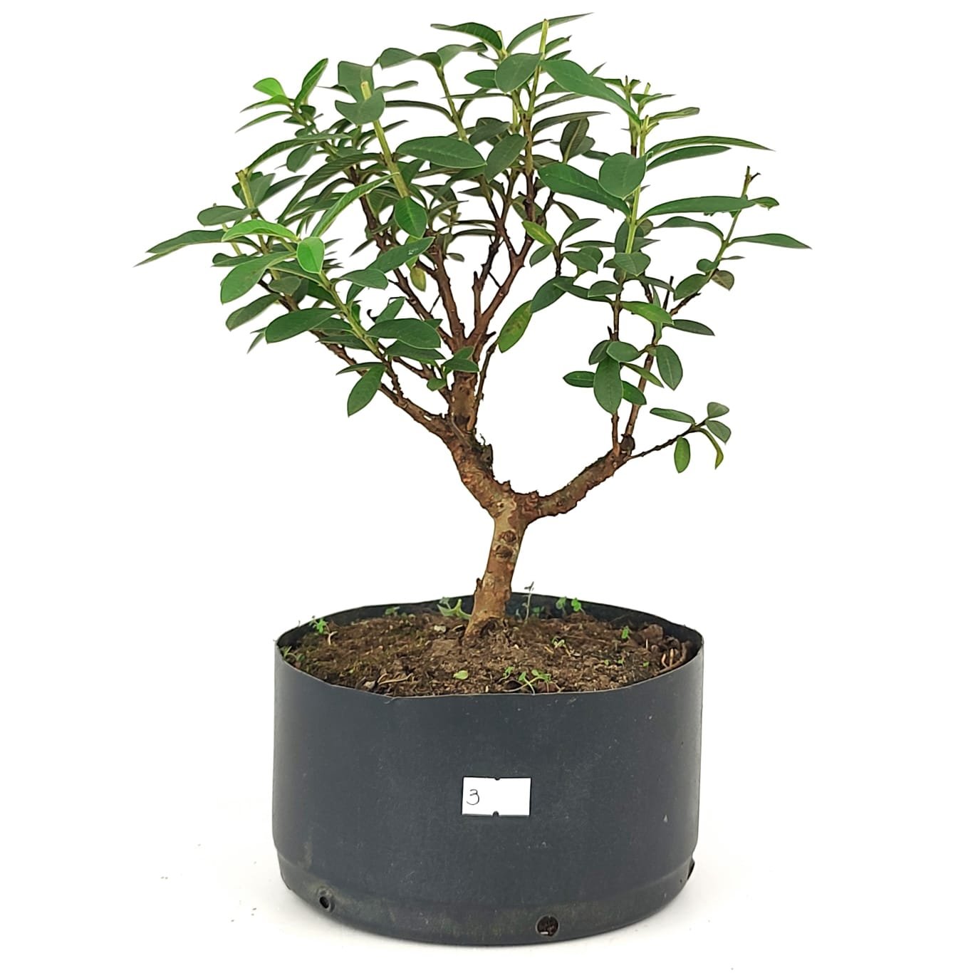 Pré Bonsai Mini Goiaba - 3 anos 30 Cm