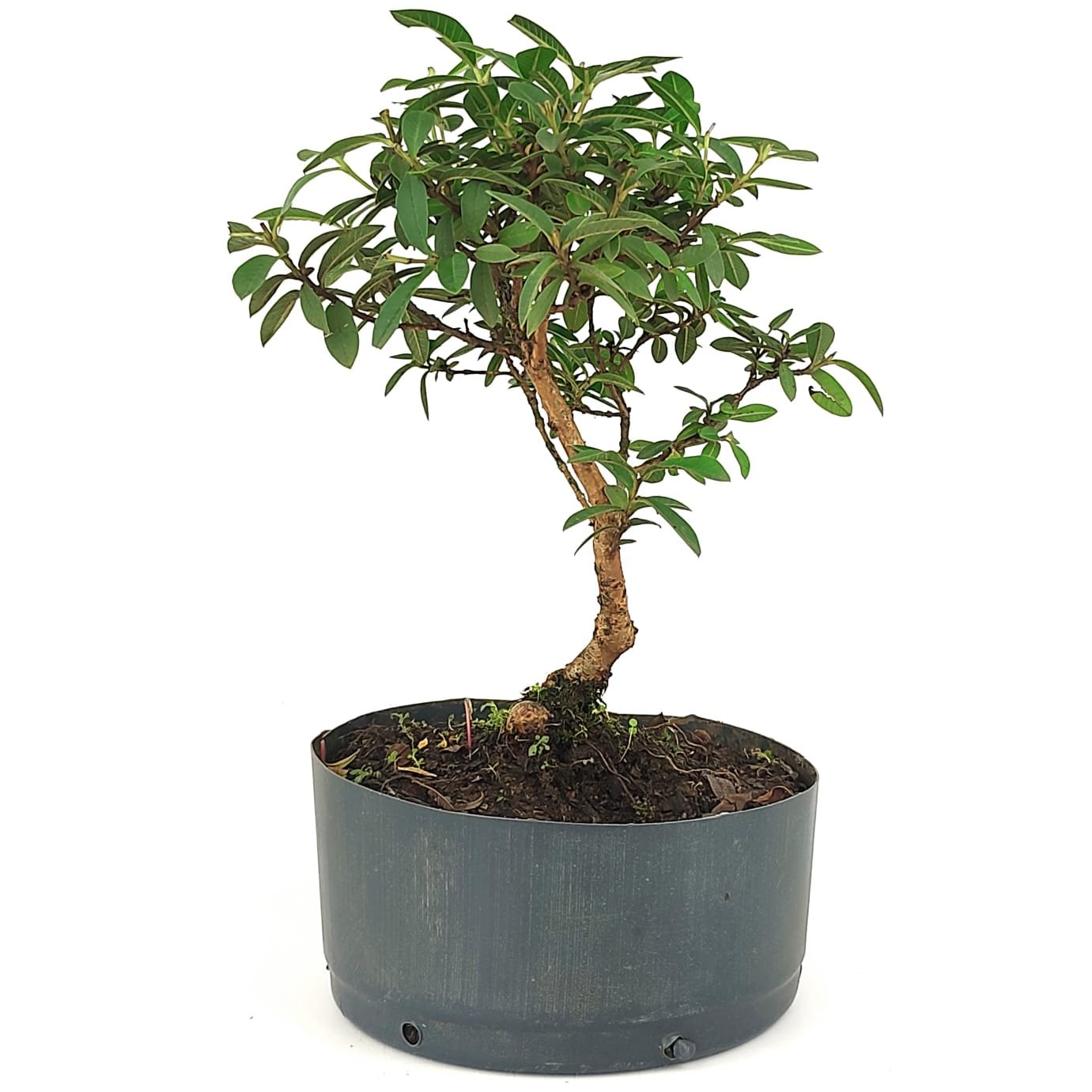 Pré Bonsai Mini Goiaba - 3 anos 30 Cm