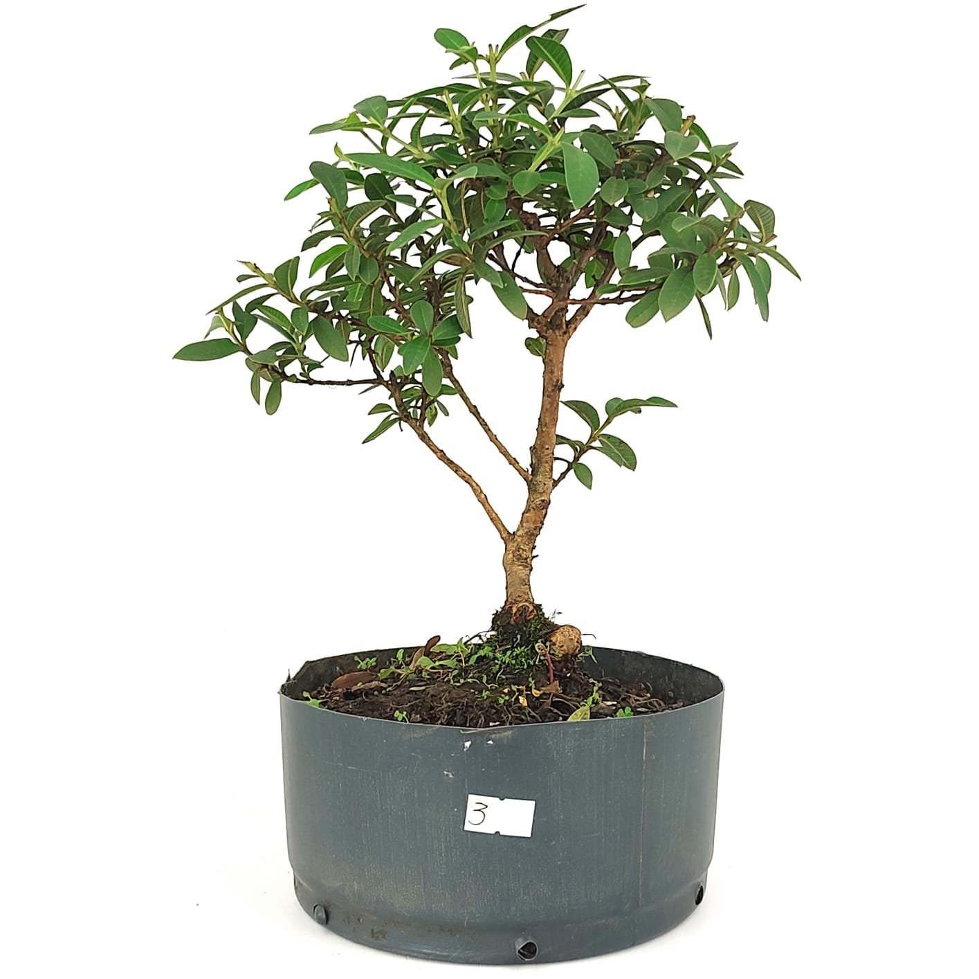 Pré Bonsai Mini Goiaba - 3 anos 30 Cm