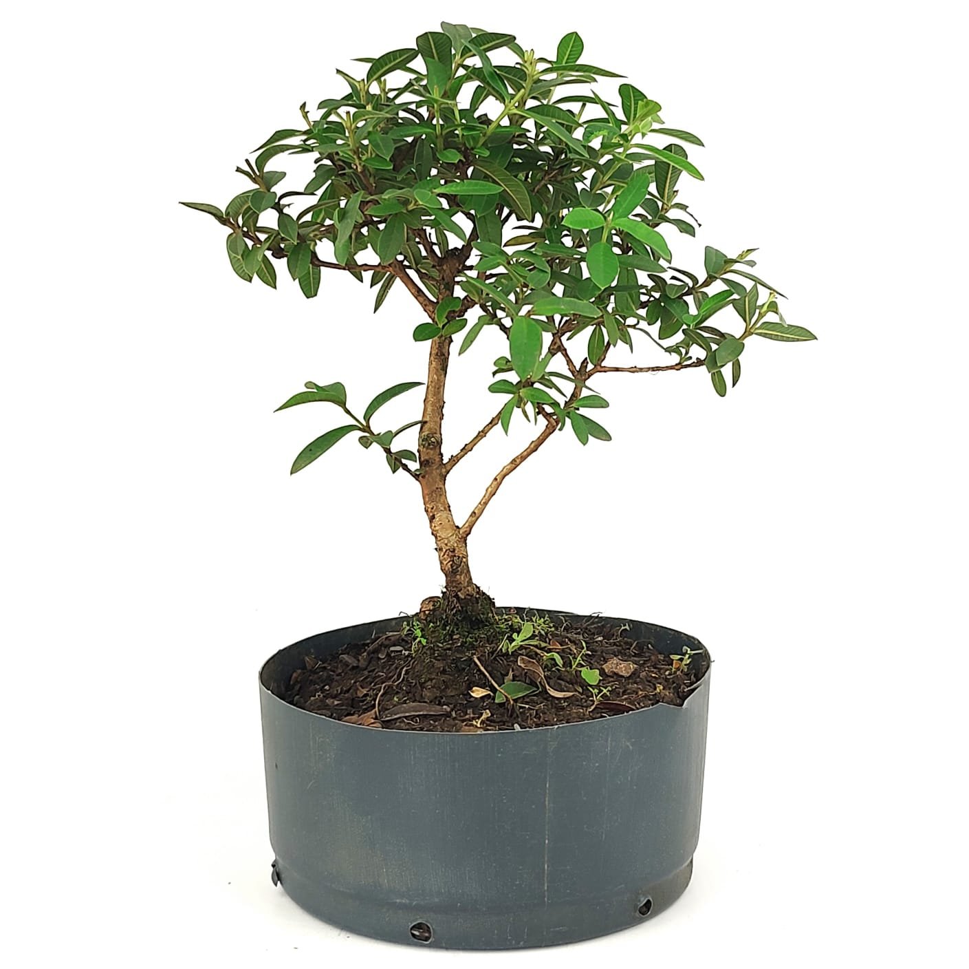 Pré Bonsai Mini Goiaba - 3 anos 30 Cm