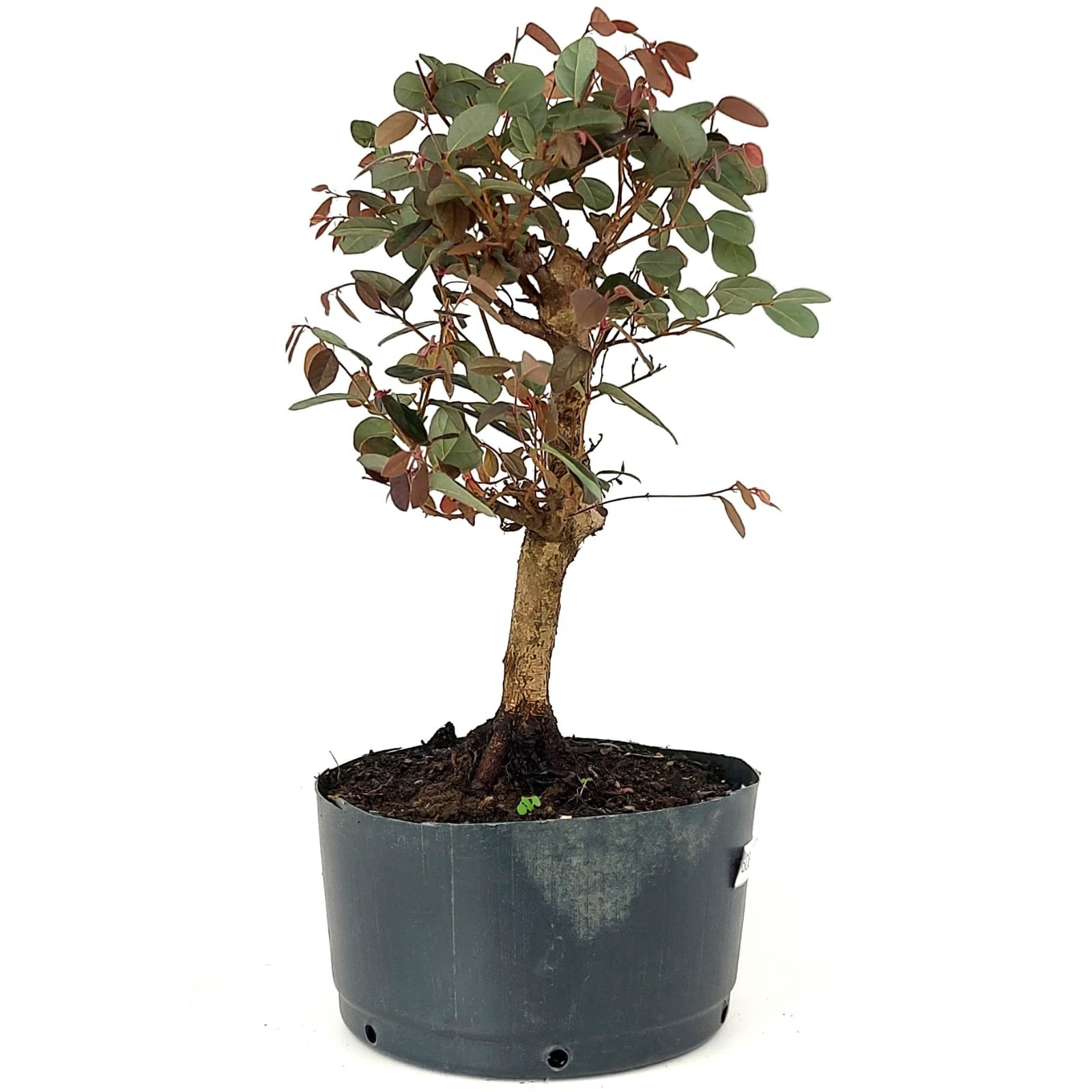 Pré Bonsai Loropetalum Rubrum - 6 Anos 40 Cm
