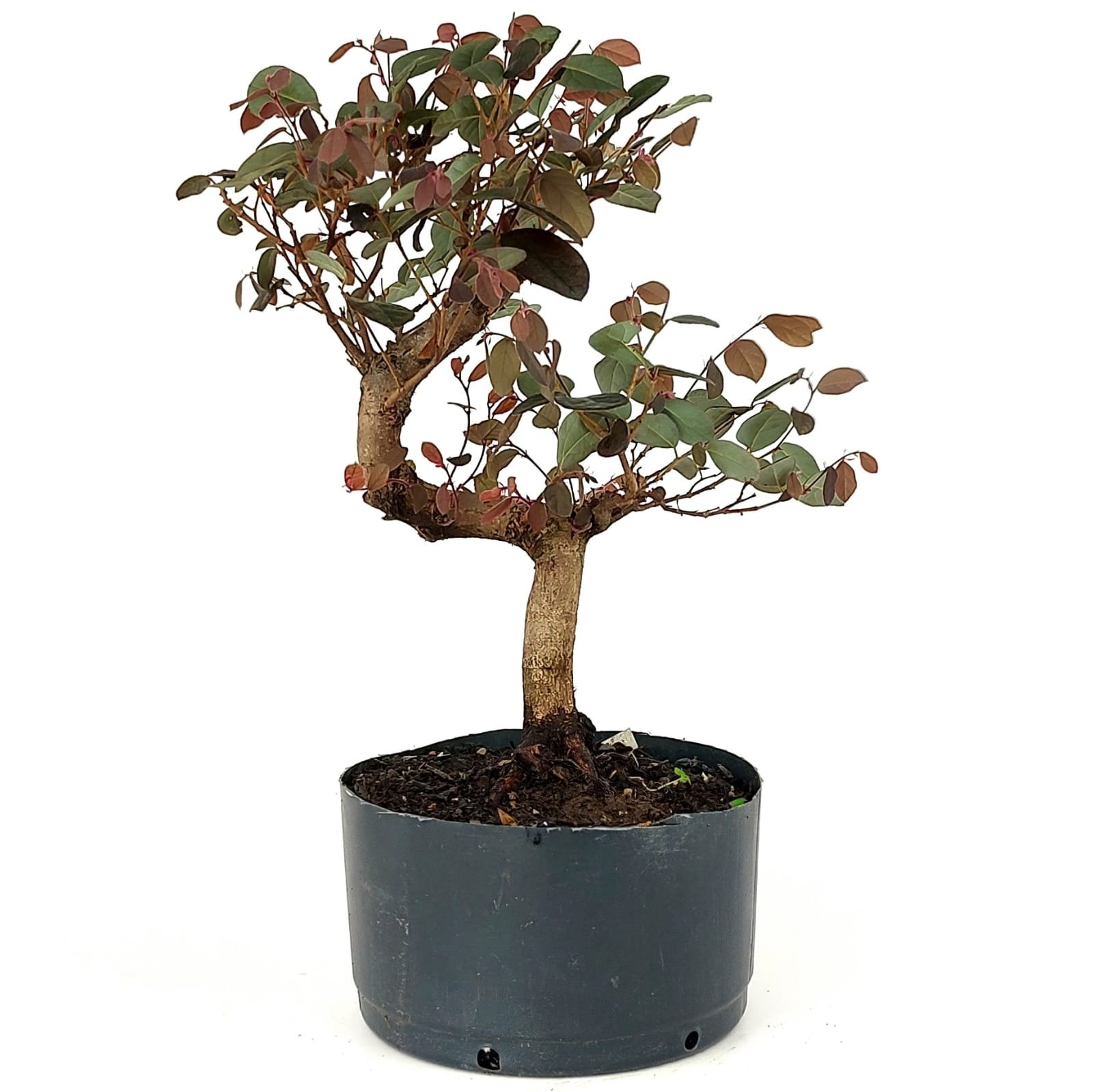 Pré Bonsai Loropetalum Rubrum - 6 Anos 40 Cm