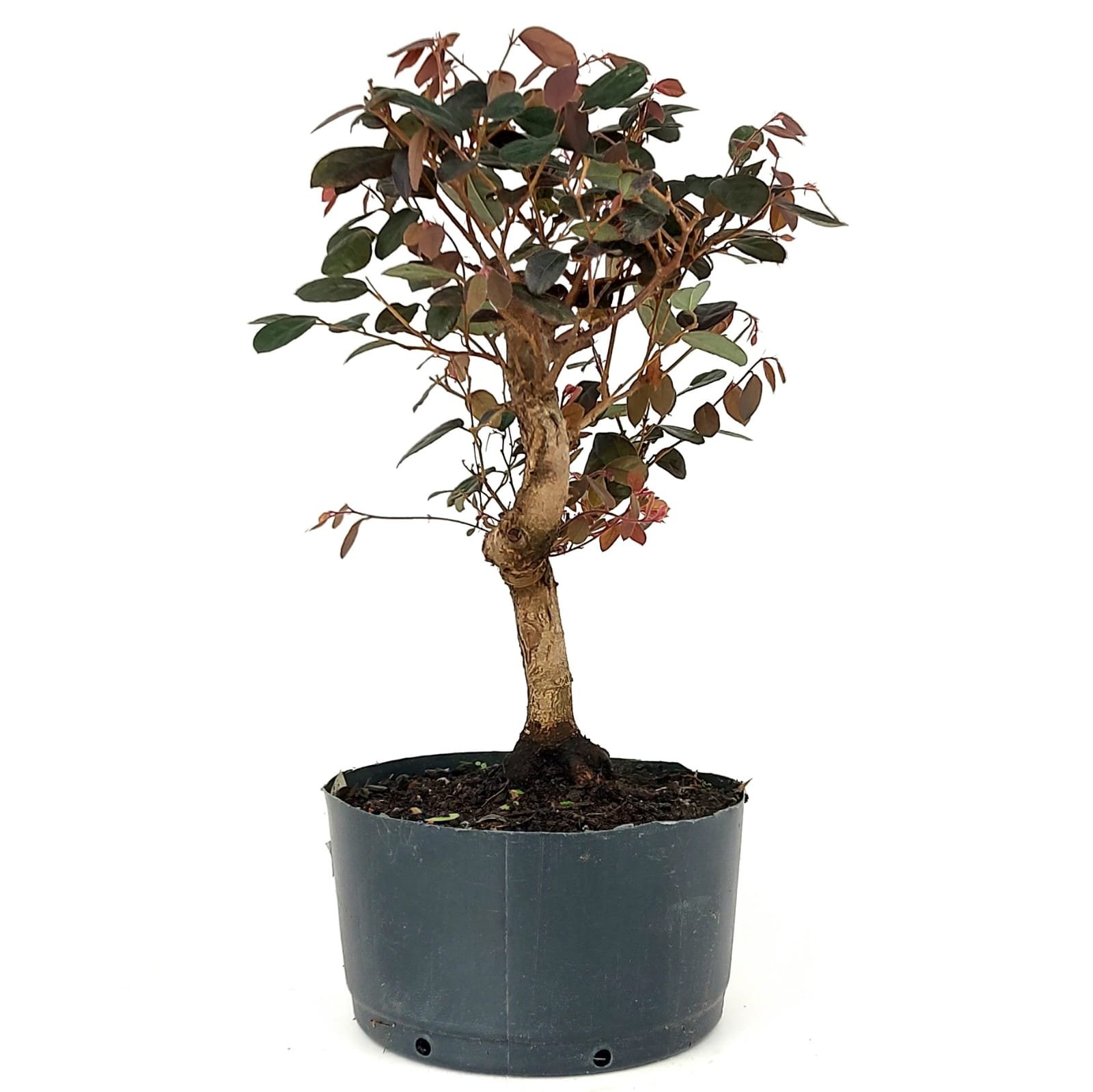 Pré Bonsai Loropetalum Rubrum - 6 Anos 40 Cm