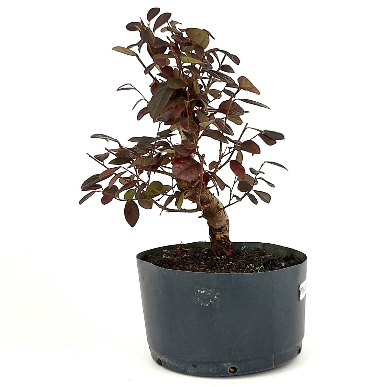 Pré Bonsai Loropetalum Rubrum - 6 Anos 34 Cm