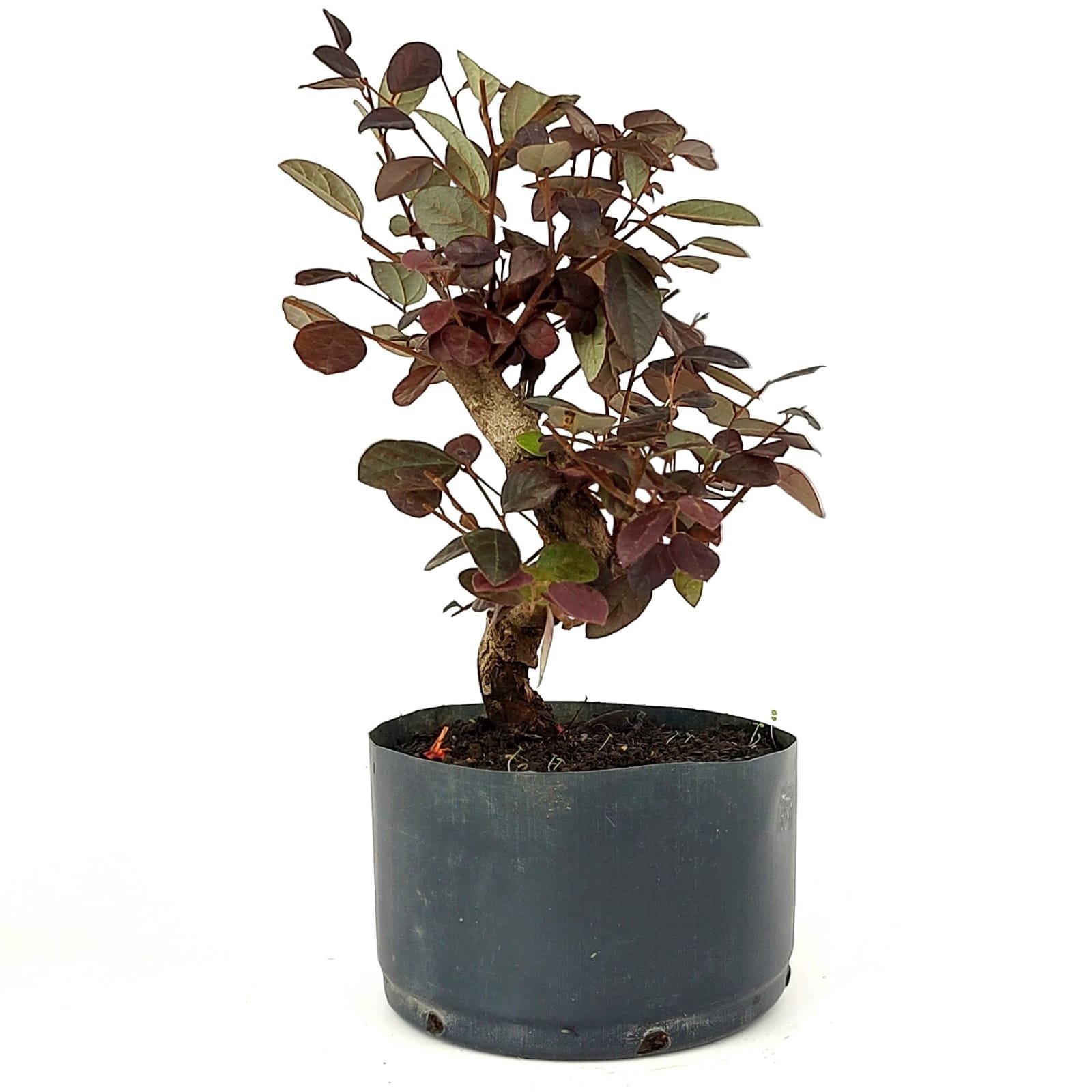 Pré Bonsai Loropetalum Rubrum - 6 Anos 34 Cm
