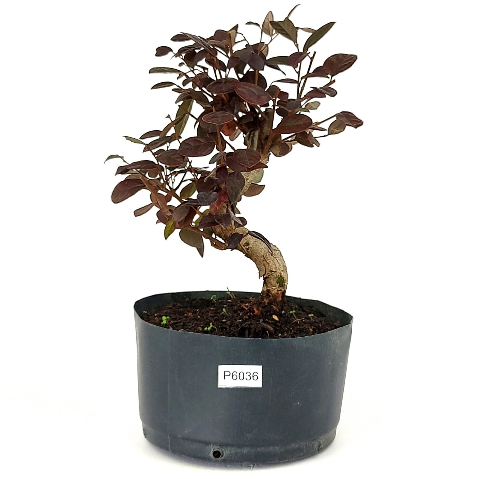 Pré Bonsai Loropetalum Rubrum - 6 Anos 34 Cm
