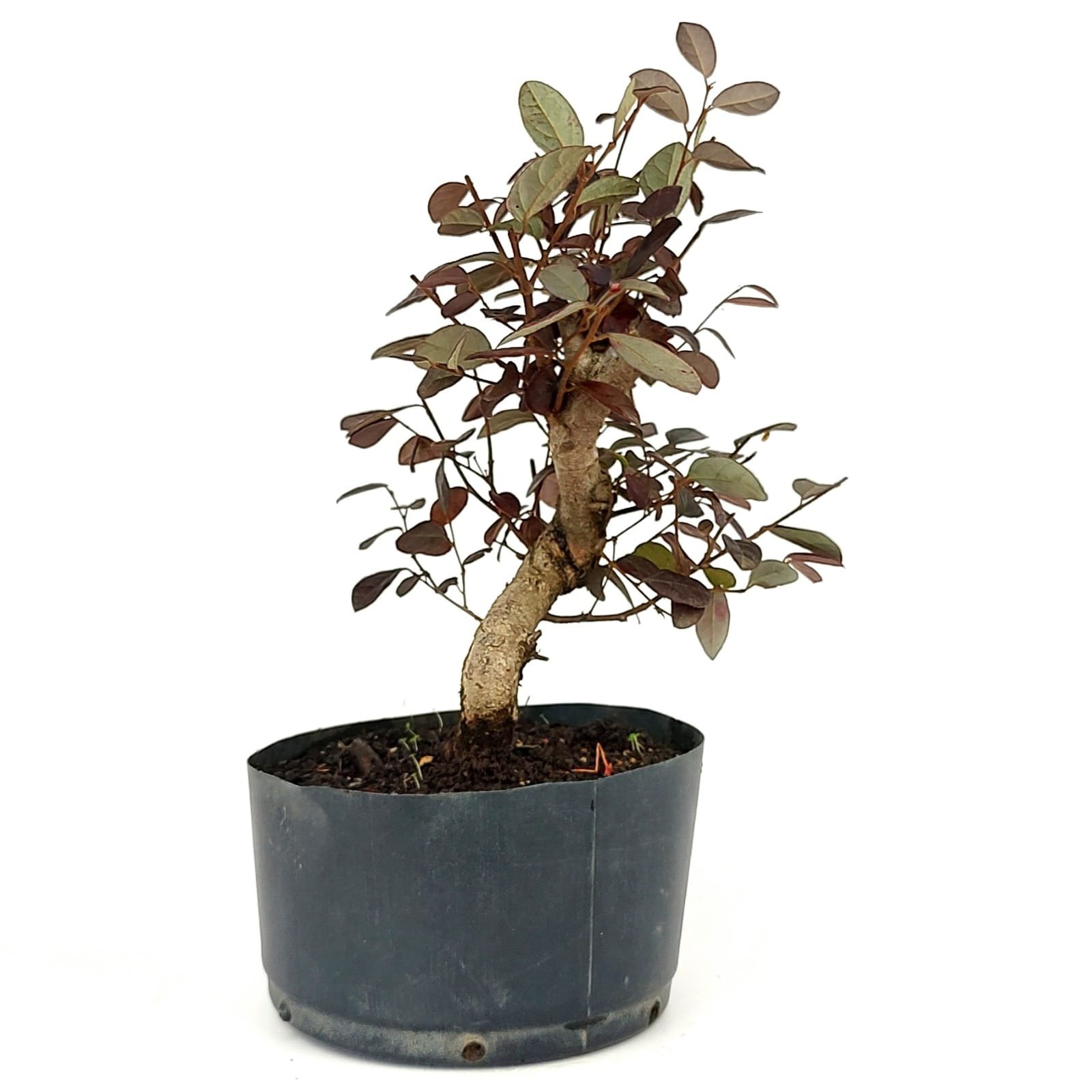 Pré Bonsai Loropetalum Rubrum - 6 Anos 34 Cm