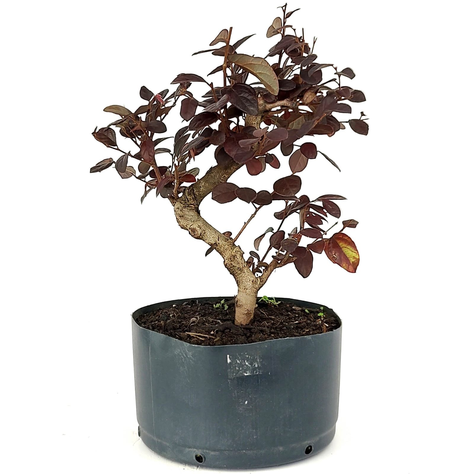 Pré Bonsai Loropetalum Rubrum - 5 Anos 34 Cm
