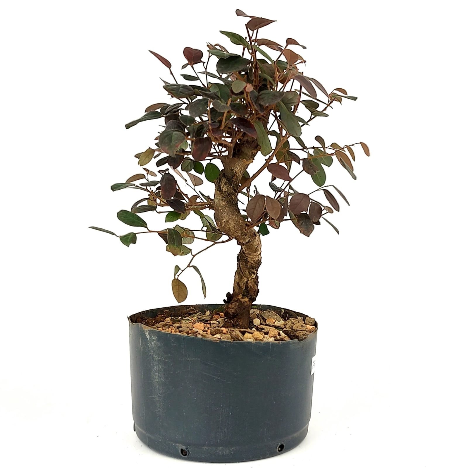 Pré Bonsai Loropetalum Rubrum - 6 Anos 36 Cm