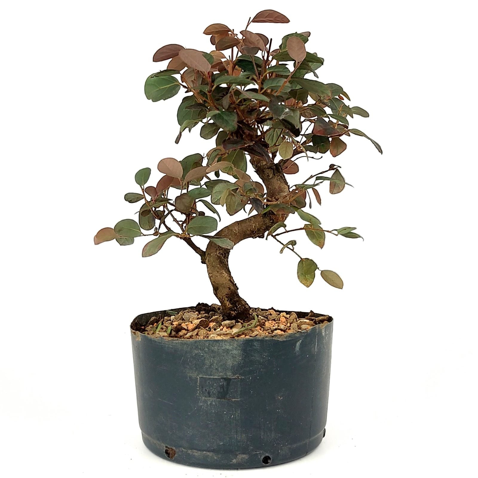 Pré Bonsai Loropetalum Rubrum - 6 Anos 36 Cm