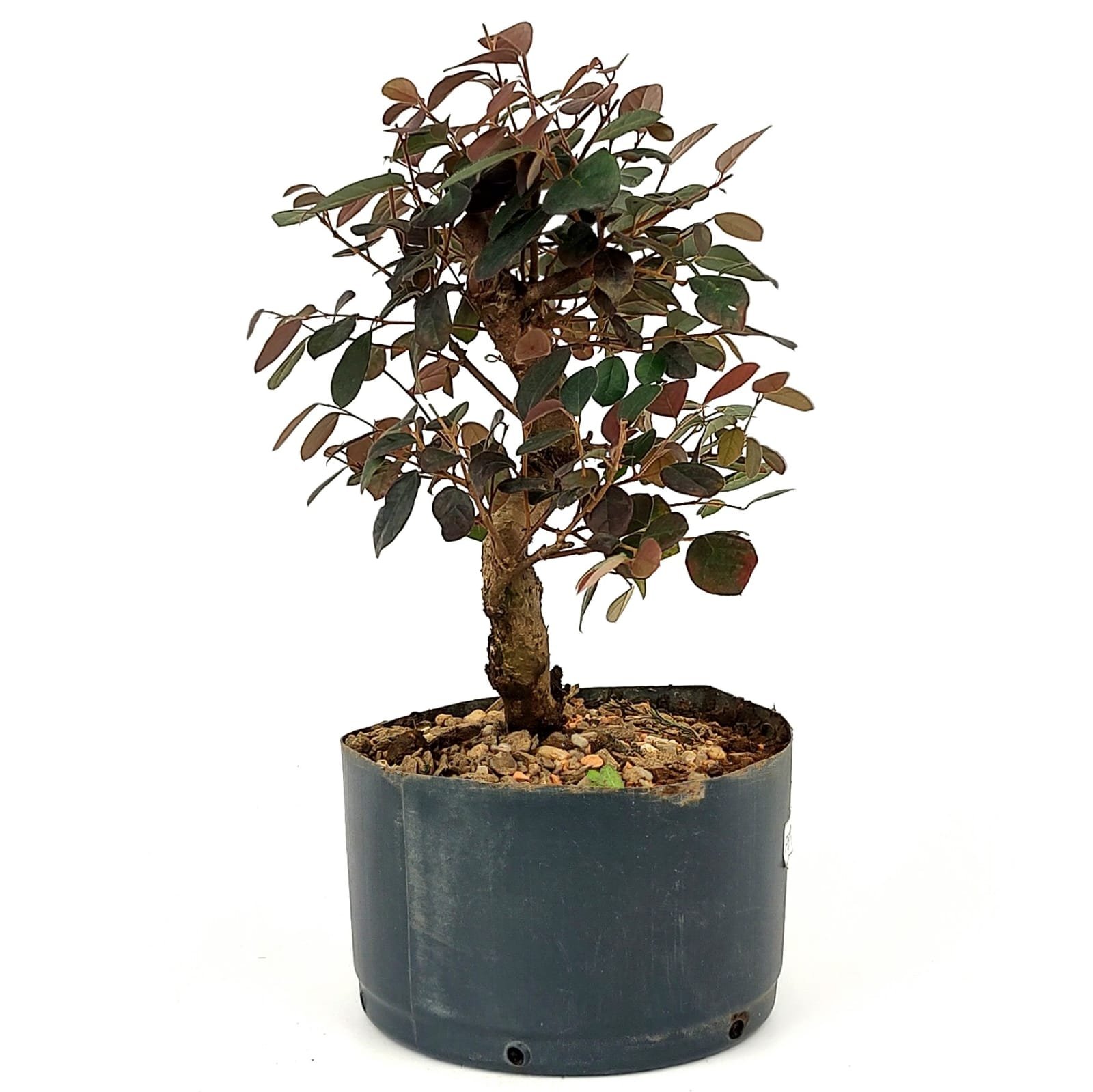 Pré Bonsai Loropetalum Rubrum - 6 Anos 36 Cm