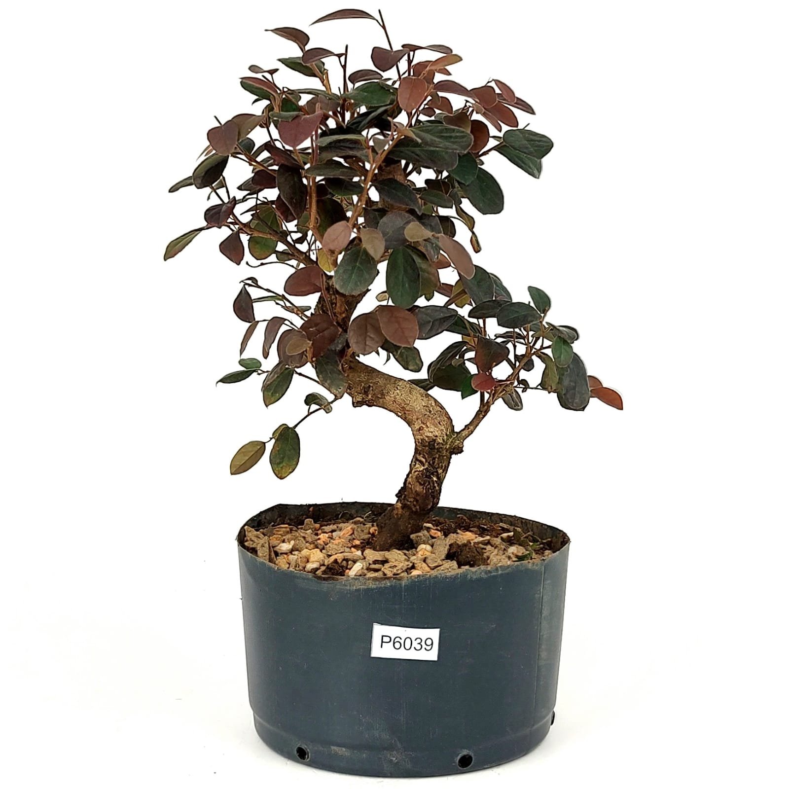 Pré Bonsai Loropetalum Rubrum - 6 Anos 36 Cm