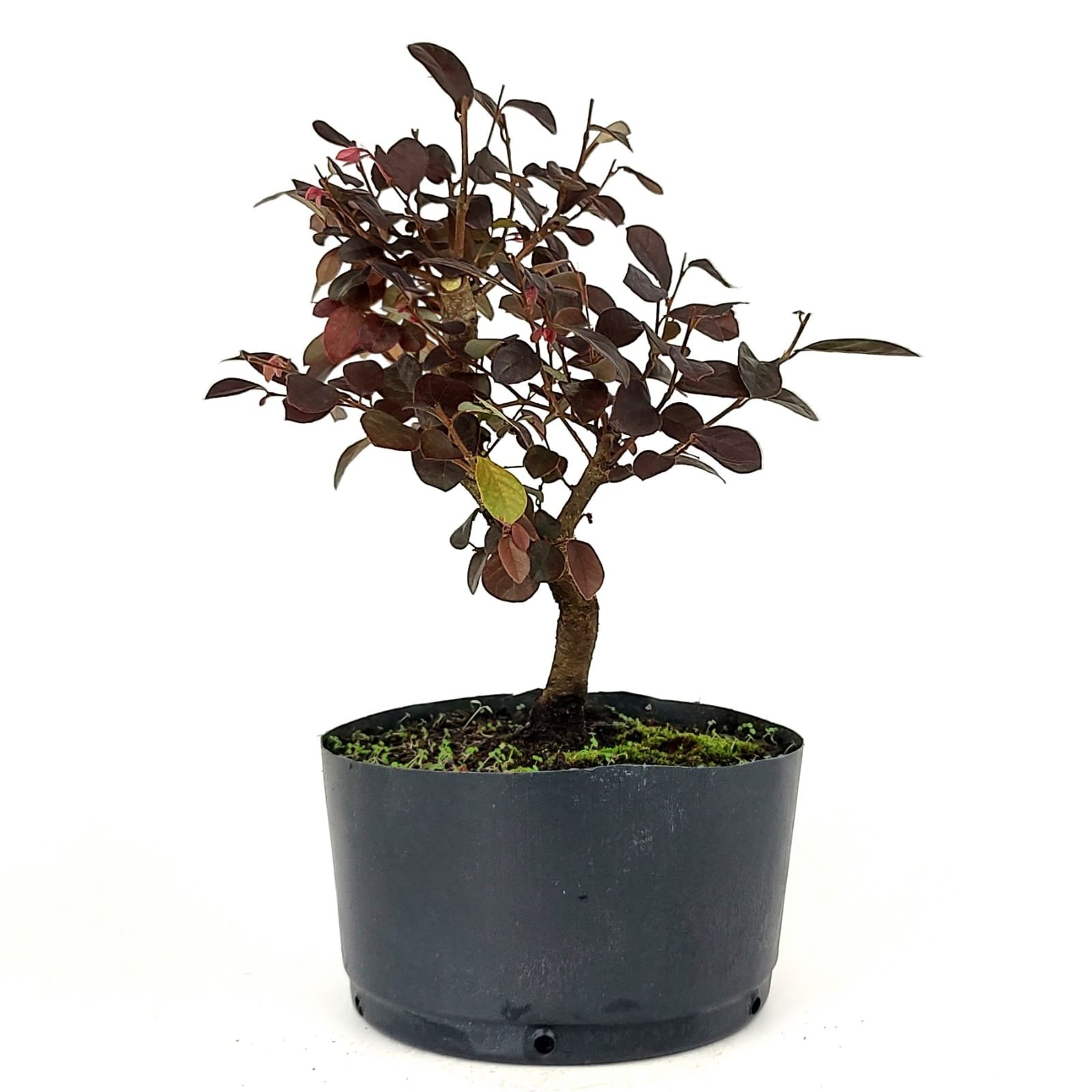 Pré Bonsai Loropetalum Rubrum - 4 Anos 32 Cm