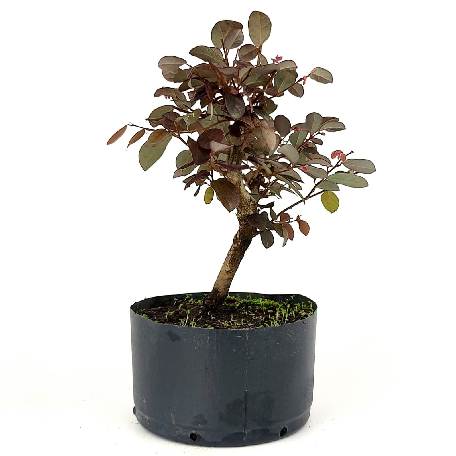 Pré Bonsai Loropetalum Rubrum - 4 Anos 32 Cm