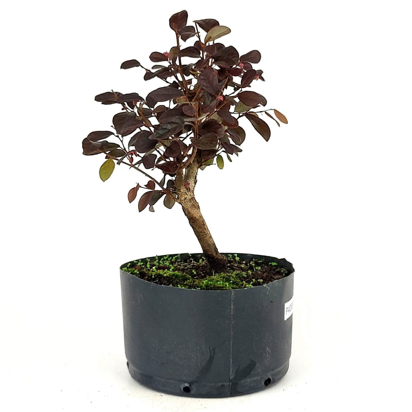 Pré Bonsai Loropetalum Rubrum - 4 Anos 32 Cm