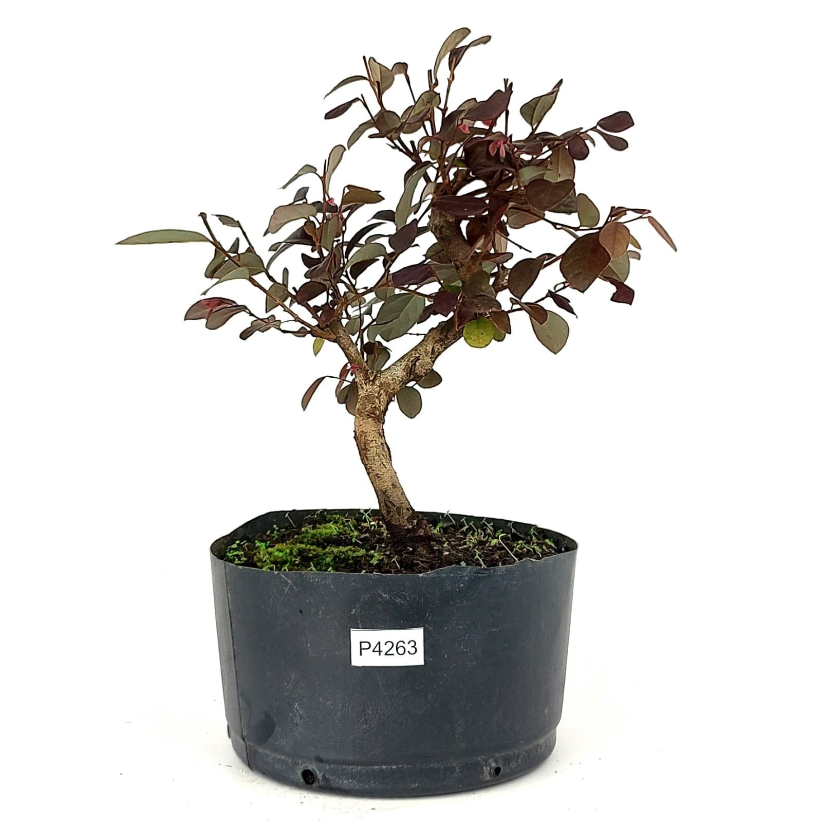 Pré Bonsai Loropetalum Rubrum - 4 Anos 32 Cm