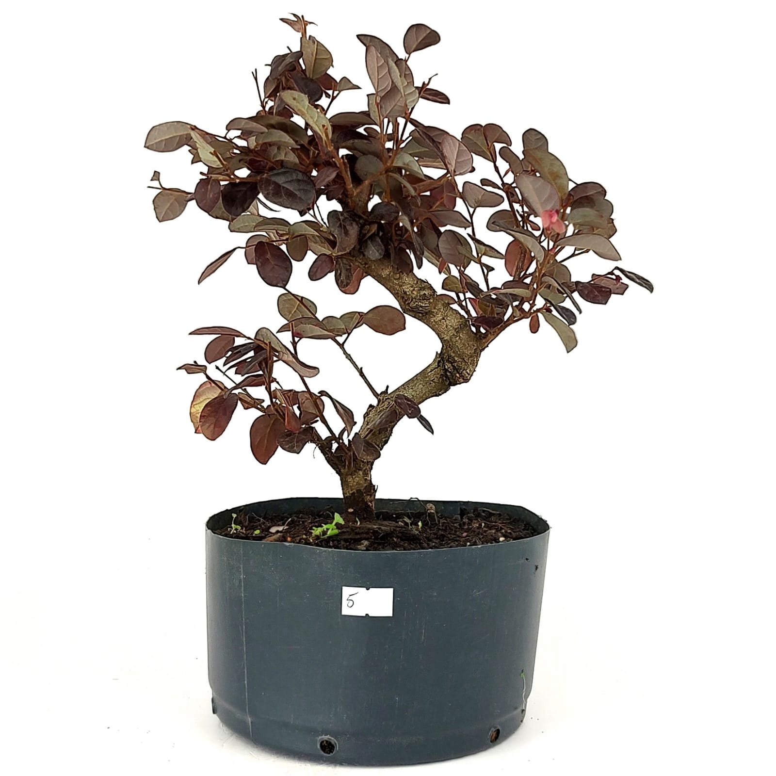 Pré Bonsai Loropetalum Rubrum - 5 Anos 34 Cm