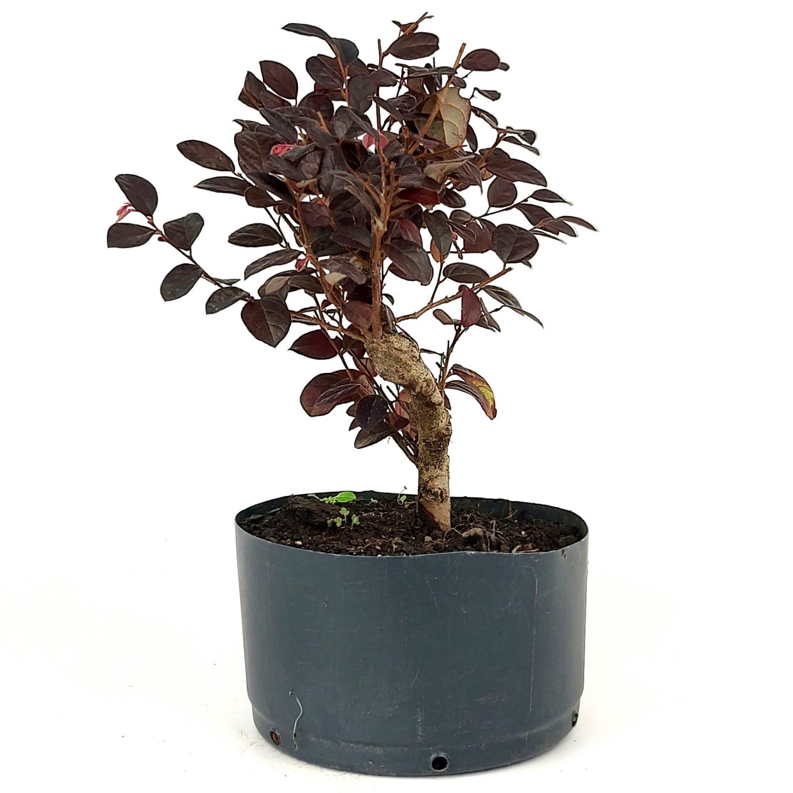 Pré Bonsai Loropetalum Rubrum - 5 Anos 34 Cm