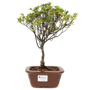 Bonsai Azaléia Satsuki - 3 Anos 32 Cm
